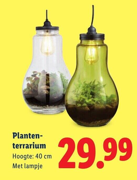 Planten- terrarium 40 cm aanbieding bij Lidl