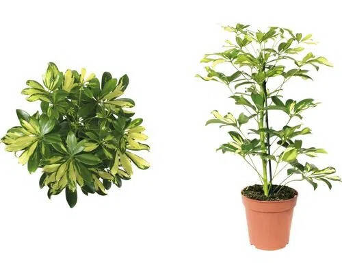 FLORASELF® Vingerboom Schefflera Arboricola Gerda potmaat Ø 13 cm ...