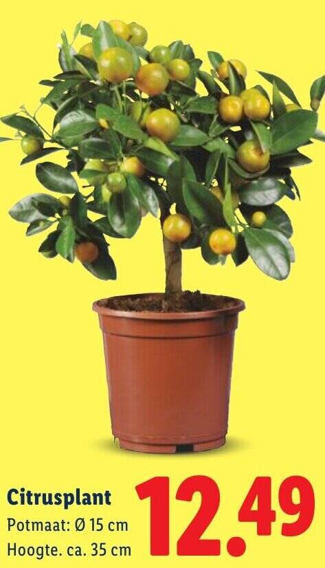 Citrusplant Ø 15 x 35 cm aanbieding bij Lidl