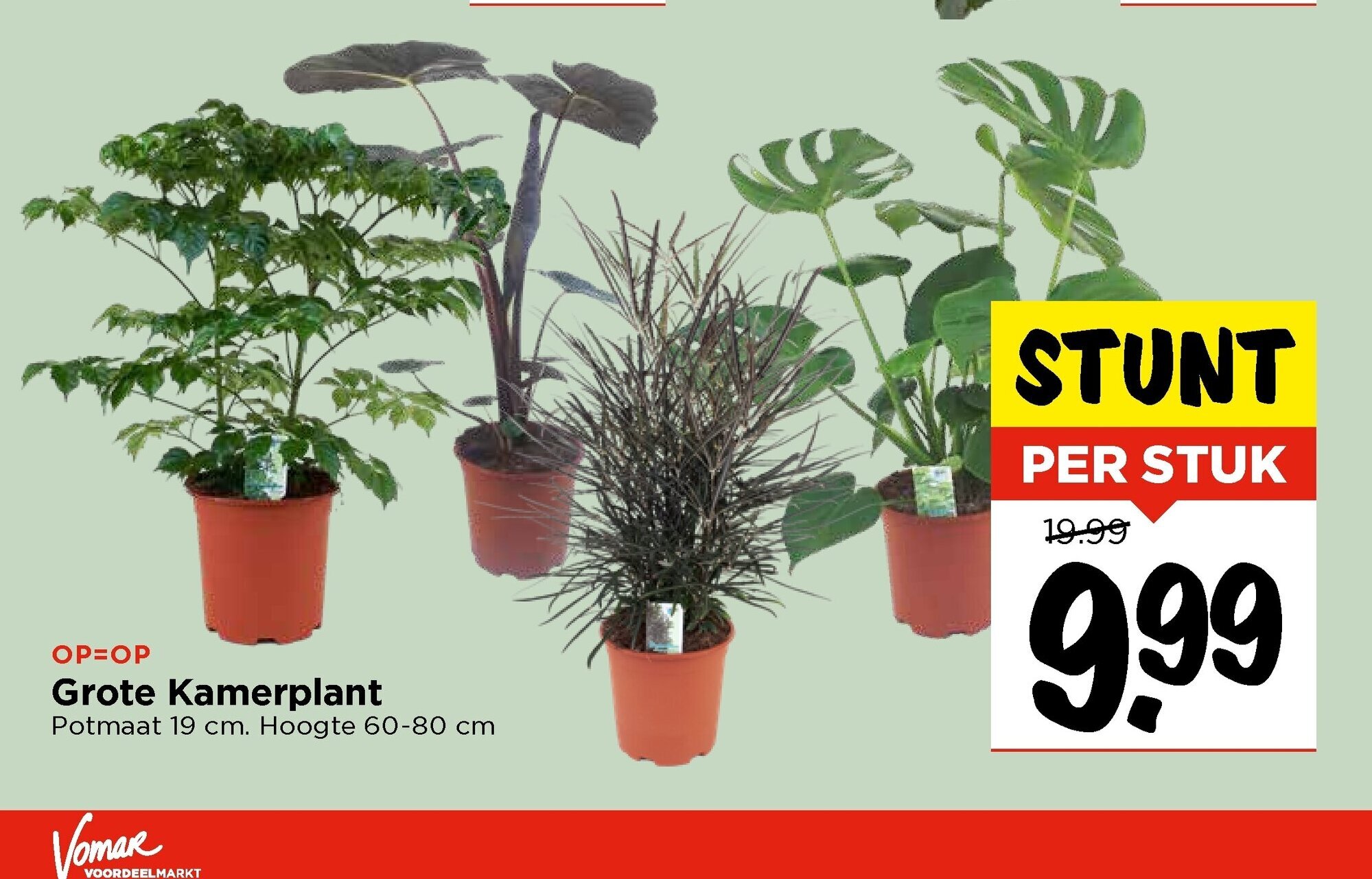 Grote Kamerplant potmaat 19 cm hoogte 60-80 cm per stuk aanbieding bij Vomar
