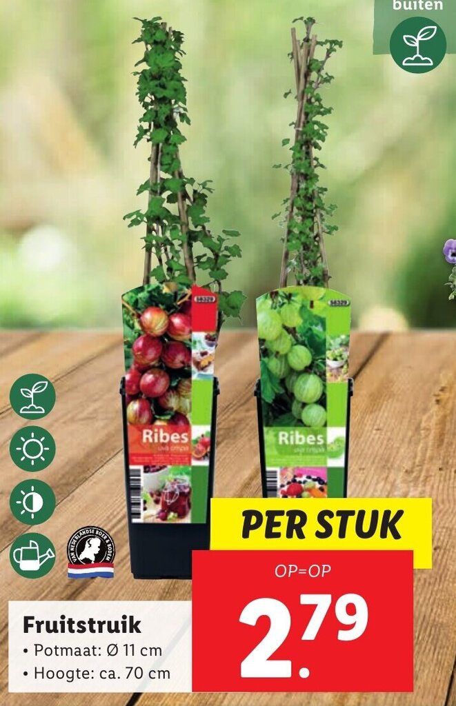 Fruitstruik per stuk aanbieding bij Lidl