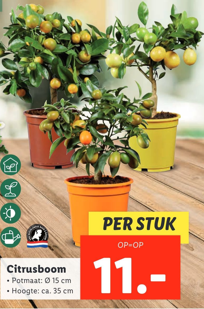 Citrusboom aanbieding bij Lidl