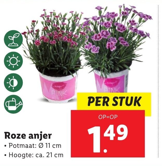 Roze anjer aanbieding bij Lidl