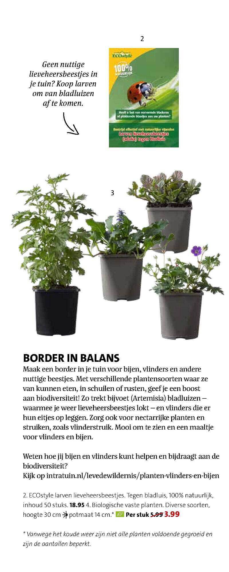 Ecostyle Larven Lieveheersbeestjes Of Biologische Vaste Planten ...