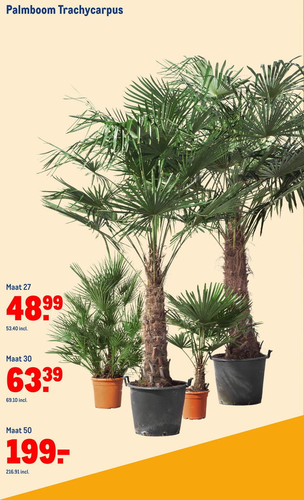 Palmboom Trachycarpus aanbieding bij Makro