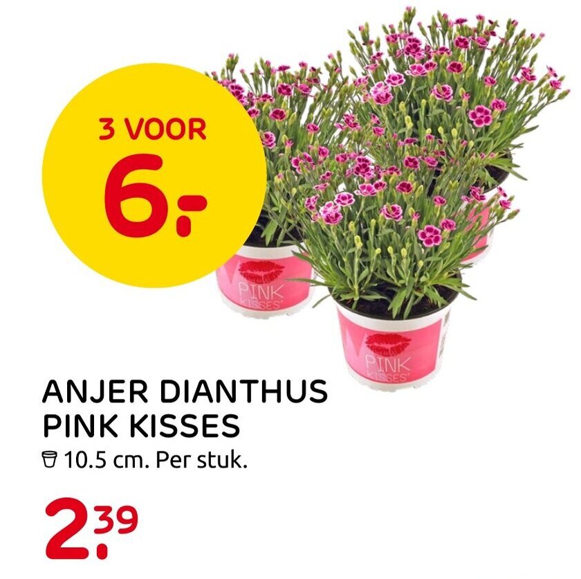 Anjer Dianthus Pink Kisses 10.5 cm aanbieding bij Praxis