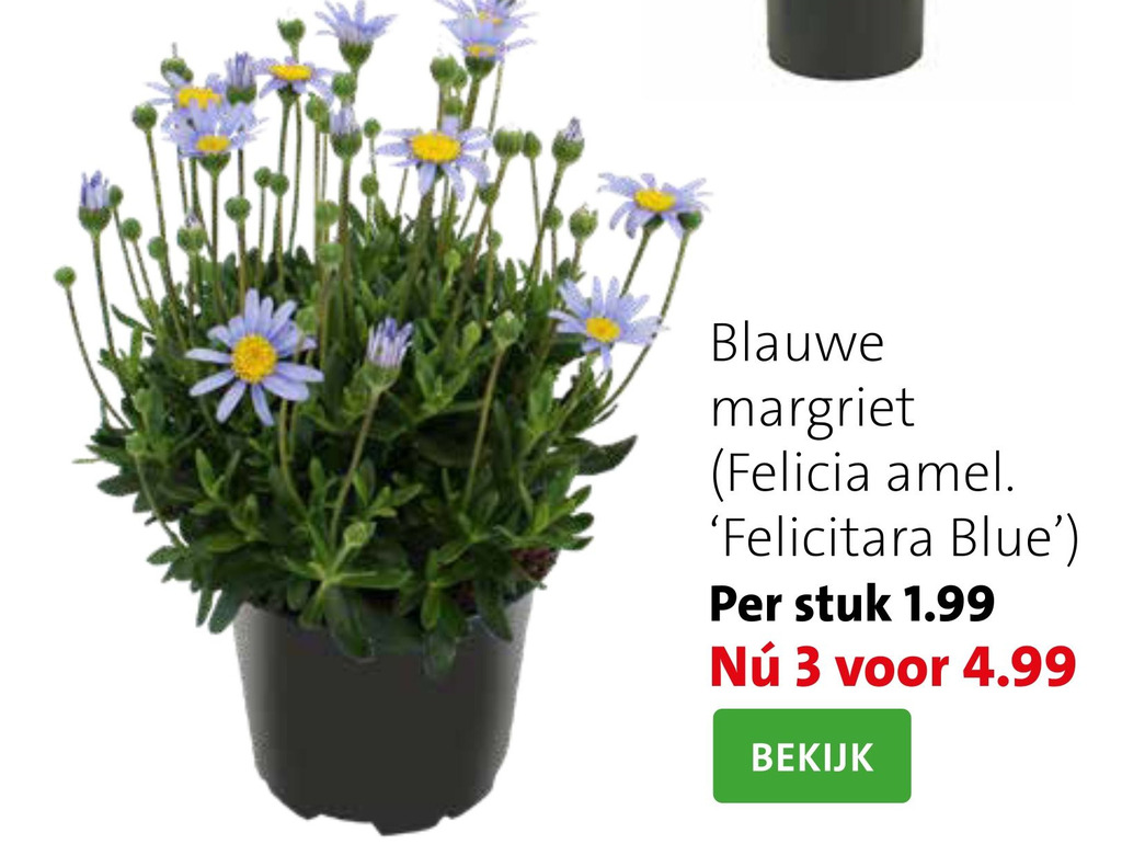 Blauwe margriet (Felicia amel. 'Felicitara Blue') aanbieding bij Intratuin