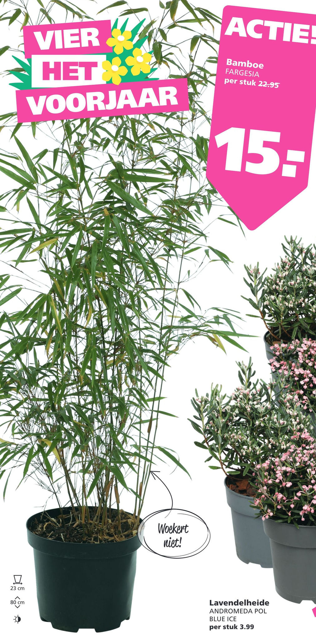 Bamboe aanbieding bij Ranzijn