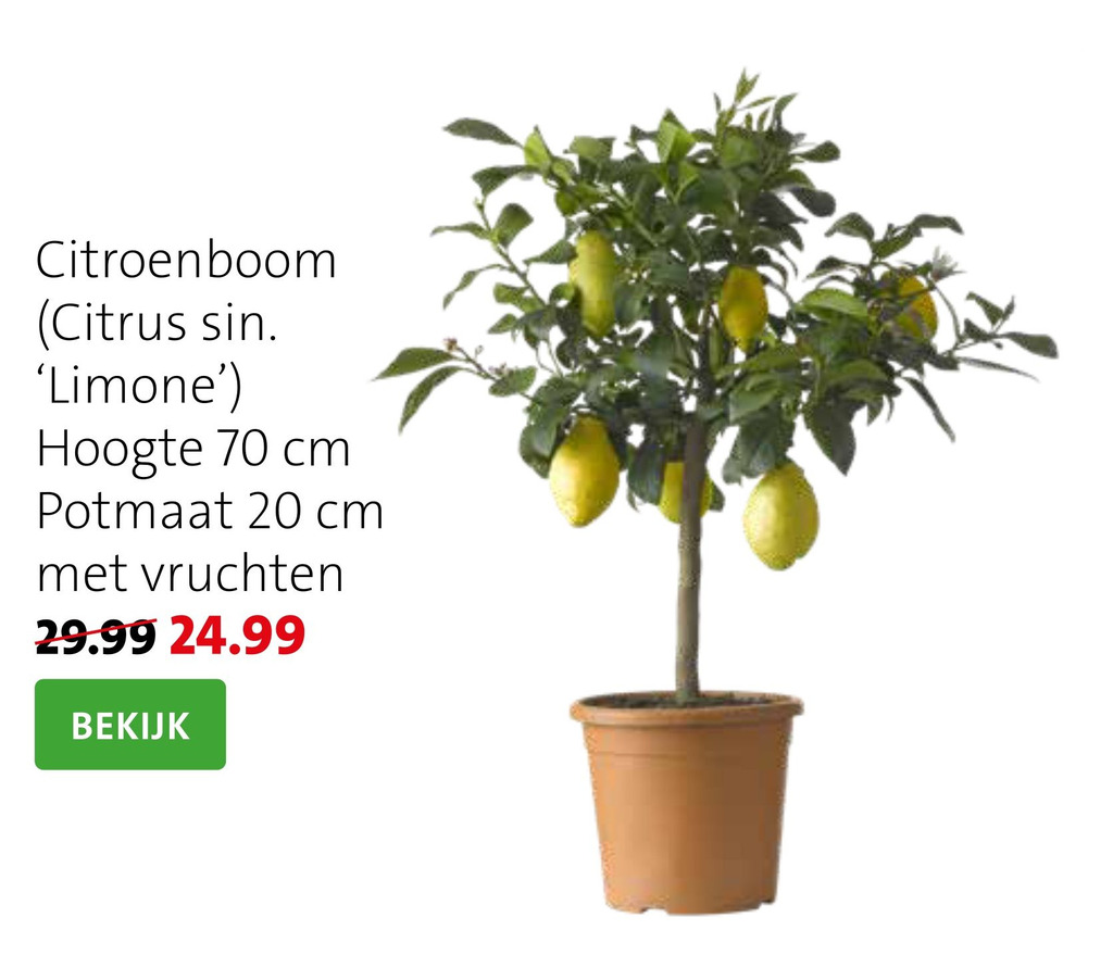Citroenboom (Citrus sin. 'Limone') aanbieding bij Intratuin