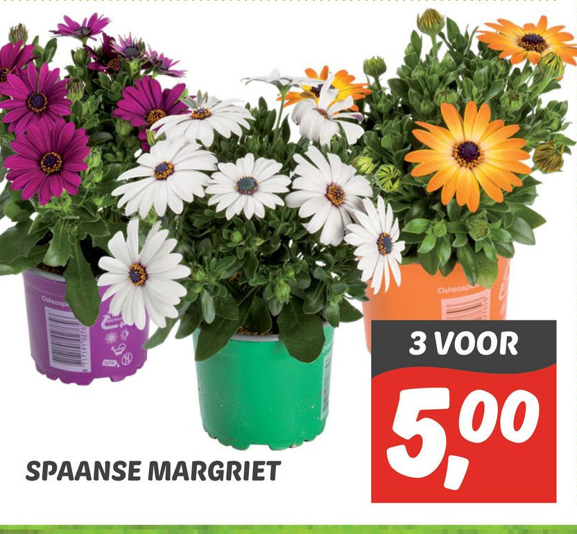 SPAANSE MARGRIET aanbieding bij Dekamarkt