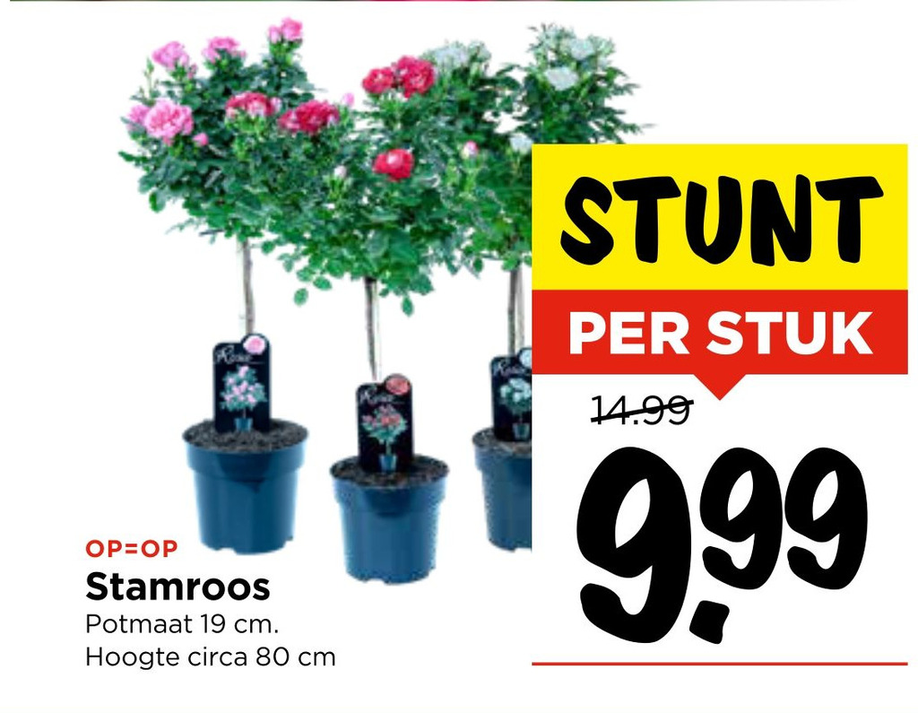 Stamroos aanbieding bij Vomar Voordeelmarkt