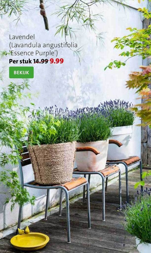 Lavendel (Lavandula Angustifolia 'Essence Purple') aanbieding bij Intratuin