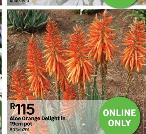 All Aloe offers - Find and view the cheapest Aloe offer!