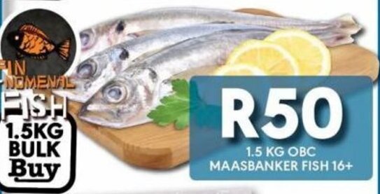 1.5 KG OBC MAASBANKER FISH 16+ offer at OBC Meat & Chicken